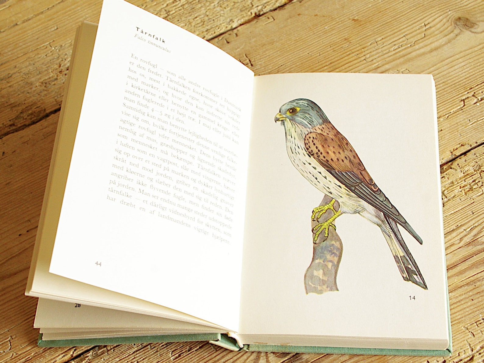 Vintage Bird Book Guide Bird Color Illustrations Colorful - Etsy