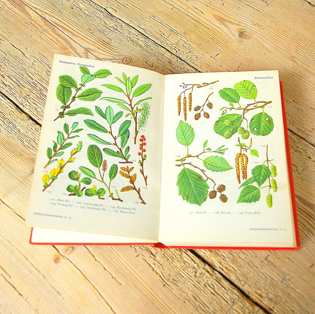 Vintage Flower Book, Flora Field Guide 120+ Pages, Floral Illustrations ...