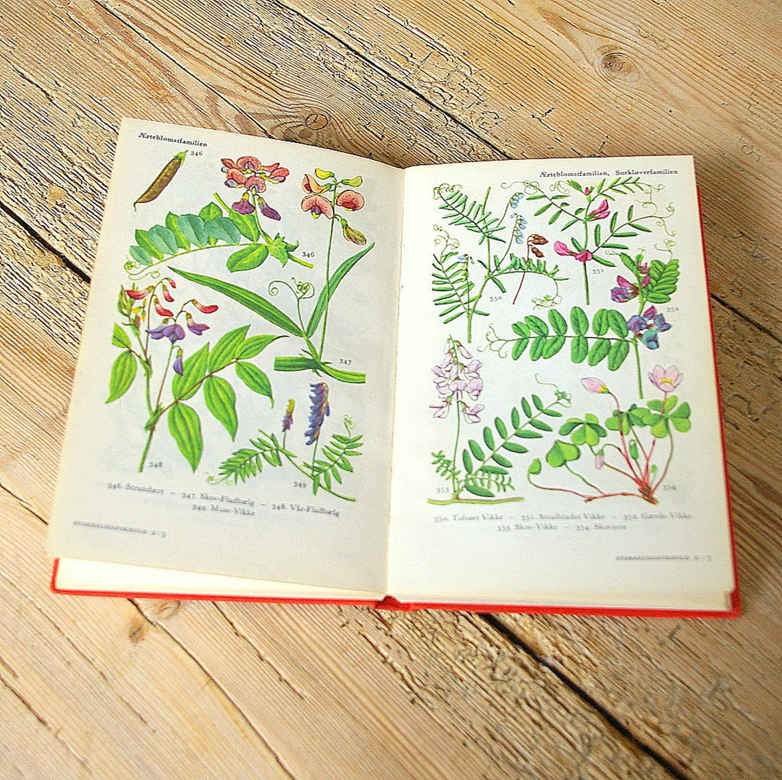 Vintage Flower Book, Flora Field Guide 120+ Pages, Floral Illustrations ...