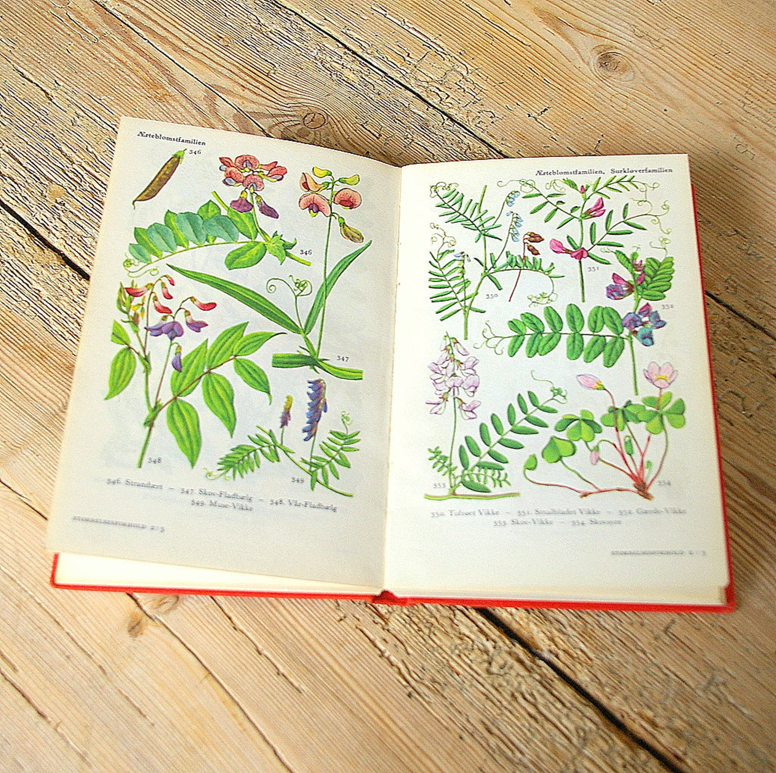 Vintage Flower Book, Flora Field Guide 120+ Pages, Floral Illustrations ...