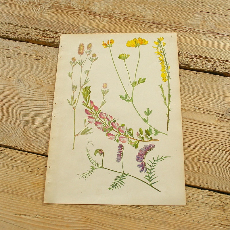 Botanical Book Plate - Etsy