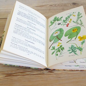 Vintage Flora Book, Wildflower Field Guide, Botanical Illustrations ...