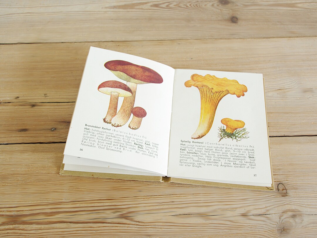 Vintage Small Mushroom Fungi Book, Botanical Color Illustration ...