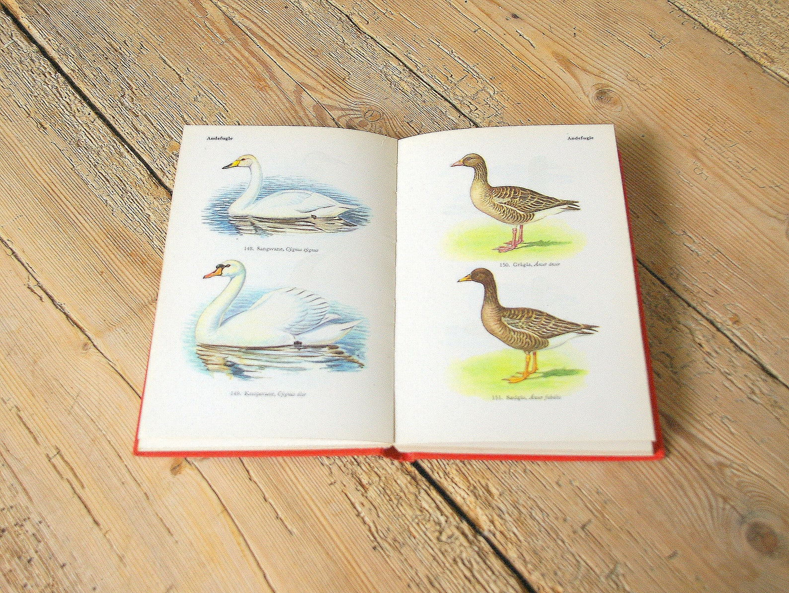 Vintage Bird Guide Book Vintage Bird Illustrations Collage - Etsy