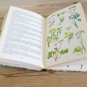 Vintage Flora Book, Wildflower Field Guide, Botanical Illustrations ...