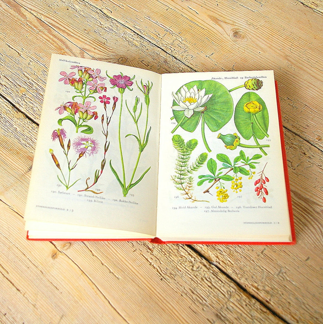 Vintage Flower Book, Flora Field Guide 120+ Pages, Floral Illustrations ...