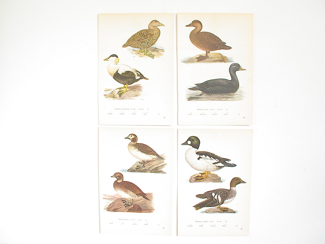 Vintage 4 Old Bird Book Pages, Color Illustrations From Original Book ...