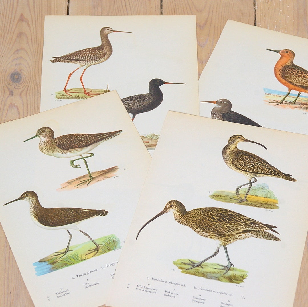 Vintage Old Bird Book Pages, Bird Collage Pages, Illustrations From ...