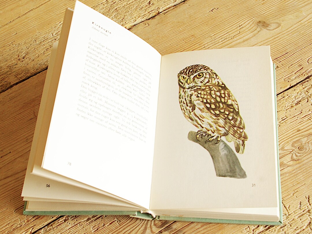 Vintage Bird Book Guide, Bird Color Illustrations, Colorful Birds ...