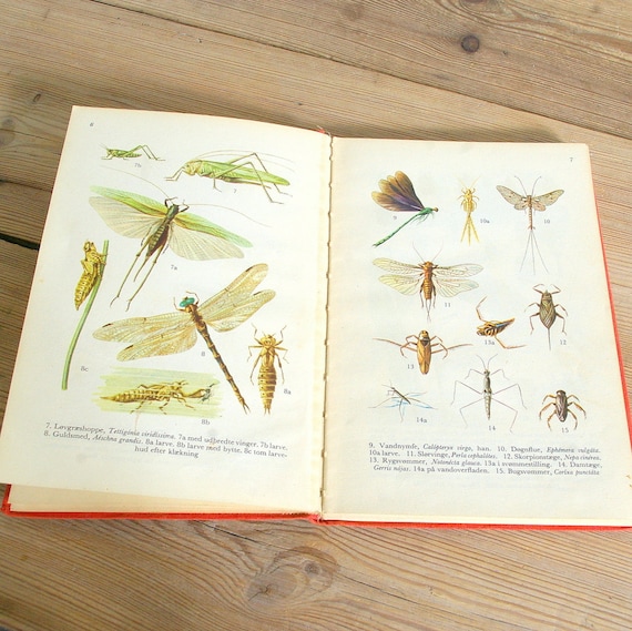 Vintage Insects Book Field Guide Halloween Decor Insect | Etsy