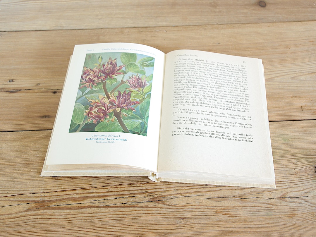 Vintage Flora Book With Ornamental Shrubs, Gorgeous Botanical ...