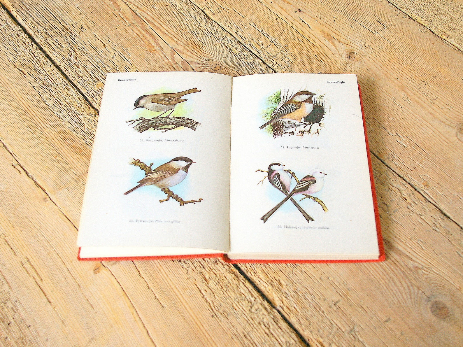 Vintage Bird Guide Book Vintage Bird Illustrations Collage - Etsy