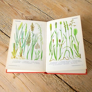 Vintage Flower Book, Flora Field Guide 120+ Pages, Floral Illustrations ...