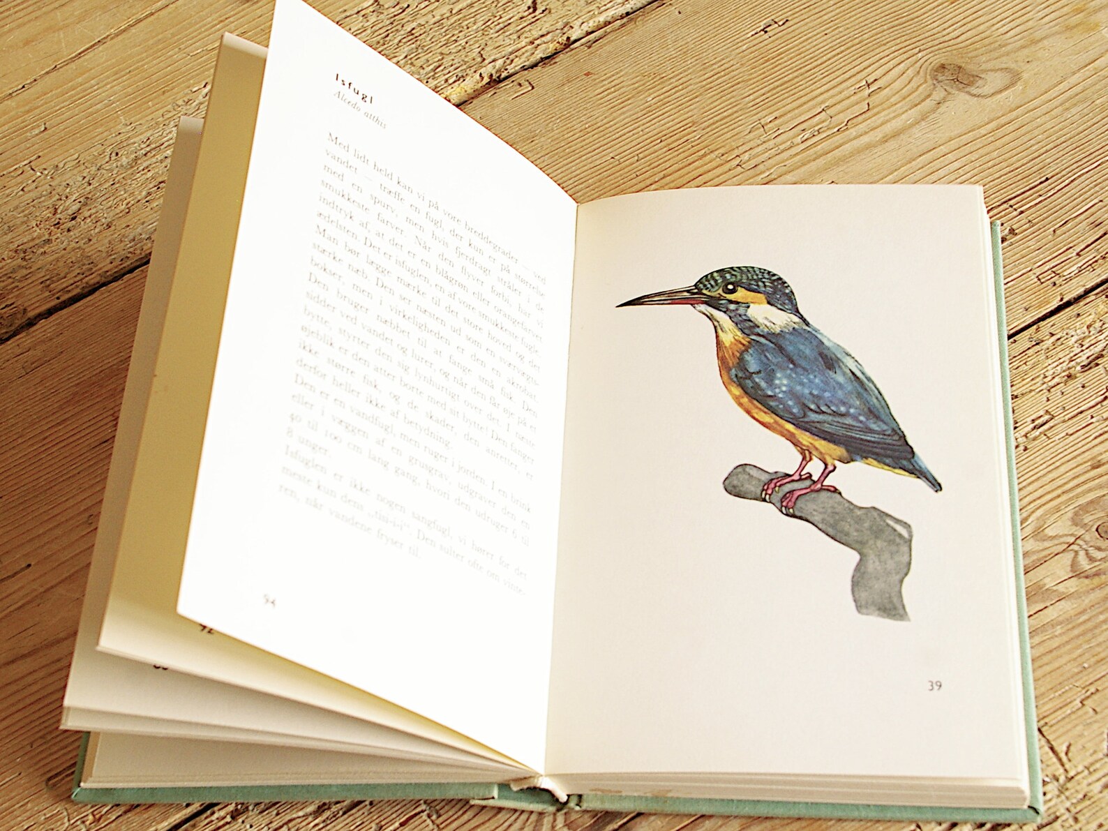 Vintage Bird Book Guide Bird Color Illustrations Colorful - Etsy