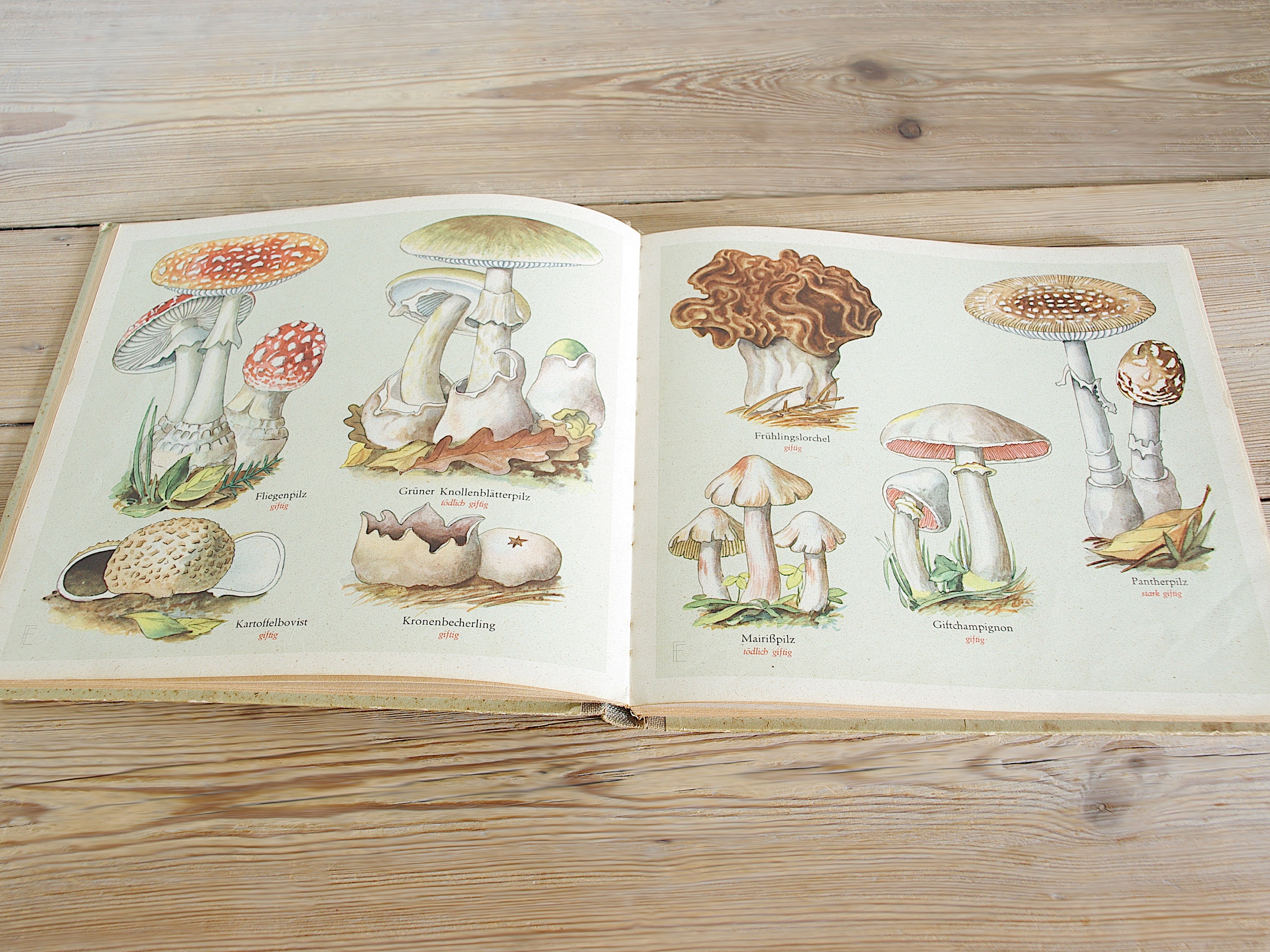 Vintage Mushroom Fungi Book With Color Illustrations, Old Field Guide ...