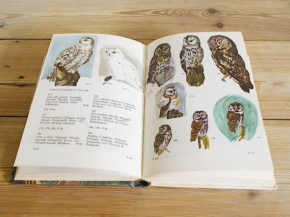 Vintage Bird Guide Book Vintage Bird Illustrations Collage - Etsy