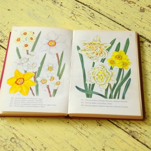 Vintage Flower Book Guide Houseplants, 100+ Color Flower Illustrations ...