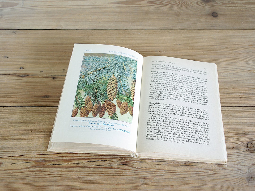 Vintage Trees and Bushes Book With Beautiful Color Illustrations, Old ...