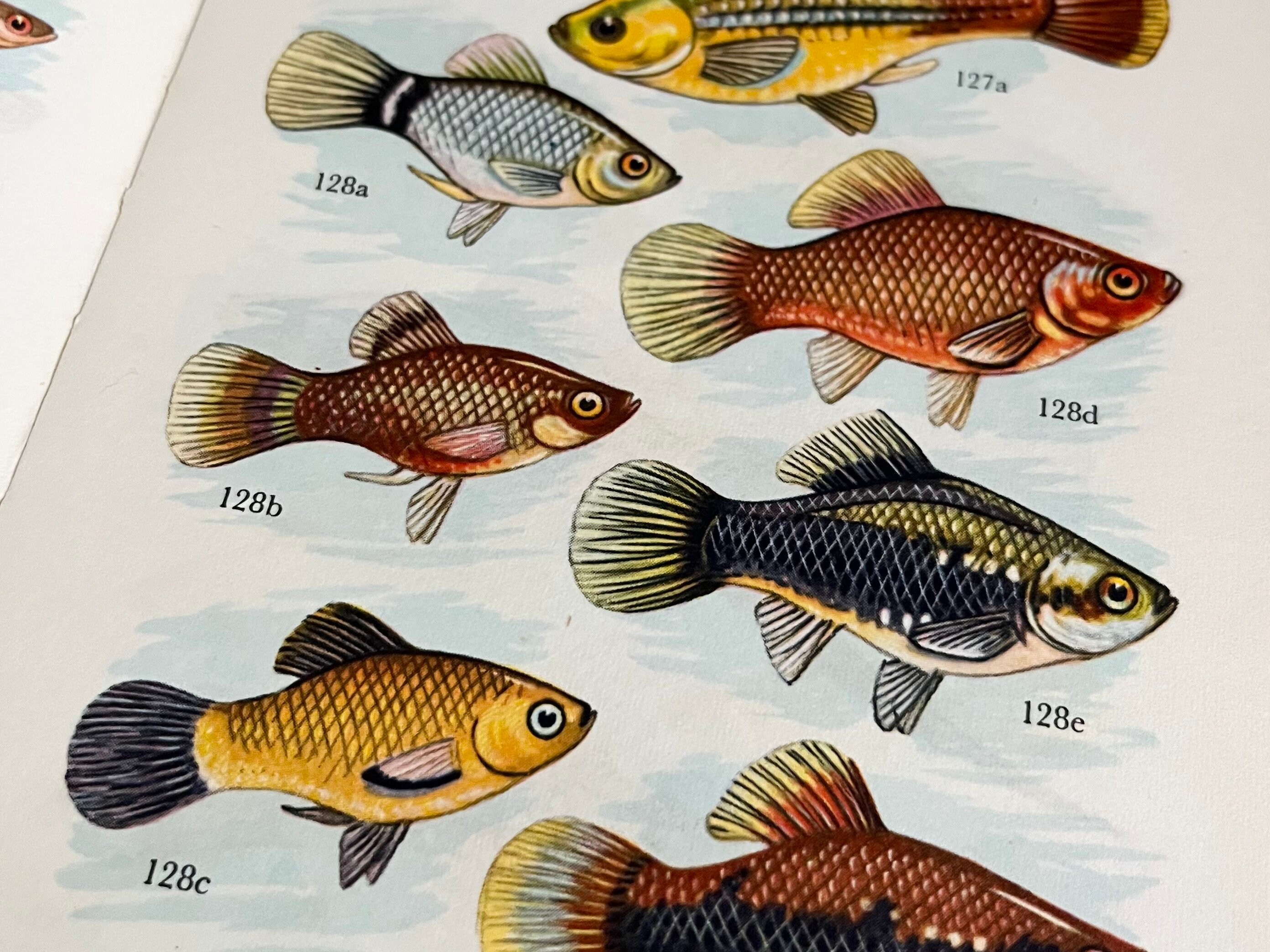 Vintage Aquarium Fish Book Fish Illustrations Fish Guide - Etsy