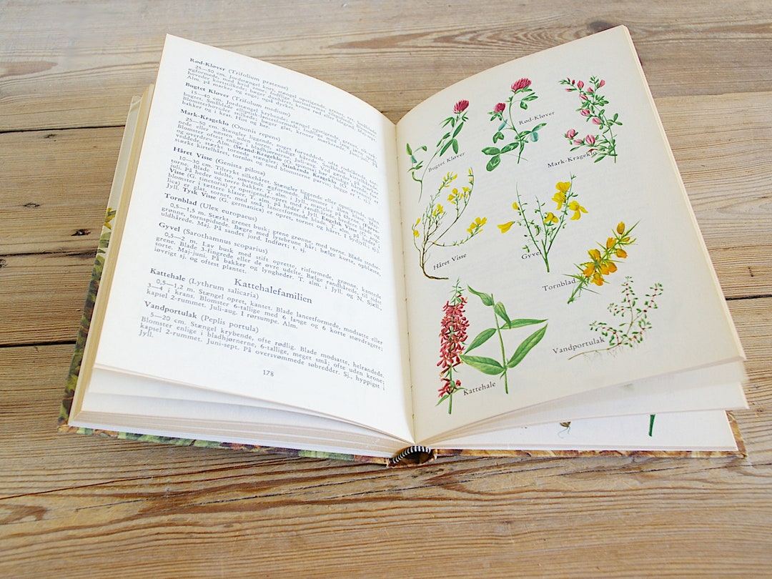 Vintage Flora Book, Wildflower Field Guide, Botanical Illustrations ...
