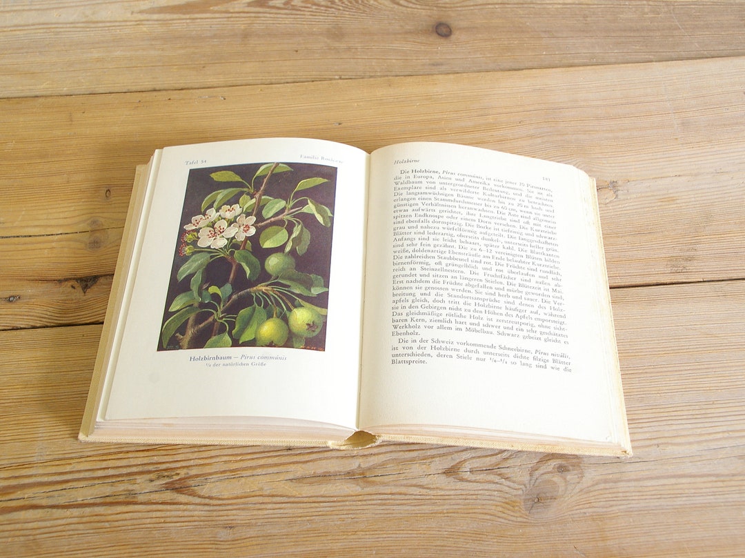 Vintage Antique Trees and Bushes Book Guide, Forest Field Guide ...