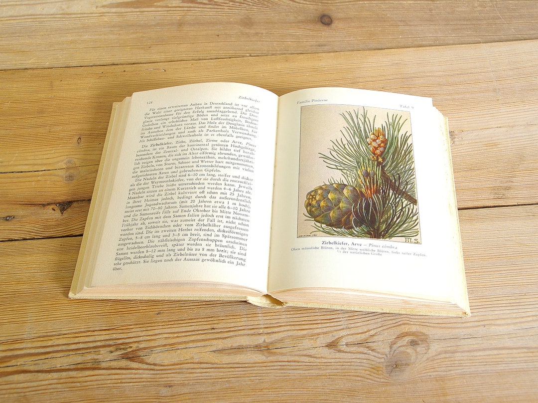 Vintage Trees Bushes Book Guide, Forest Field Guide, Botanical ...