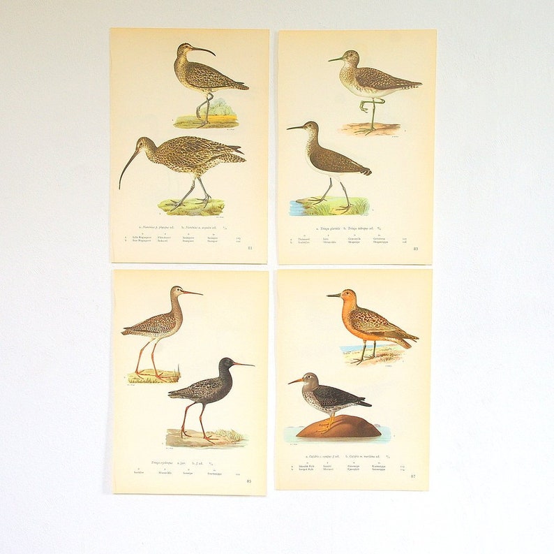 Vintage Old Bird Book Pages, Bird Collage Pages, Illustrations From ...