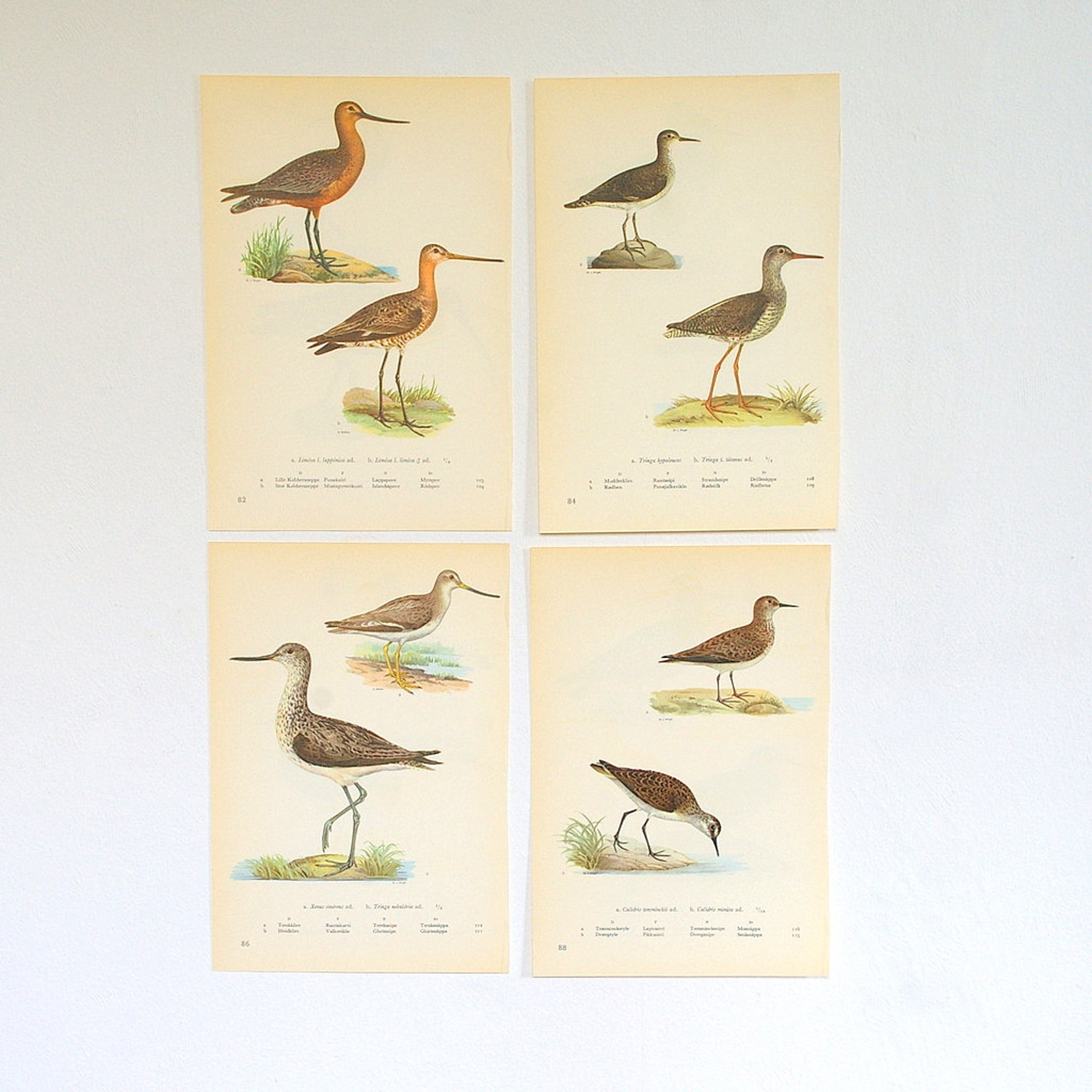 Vintage Old Bird Book Pages, Bird Collage Pages, Illustrations From ...