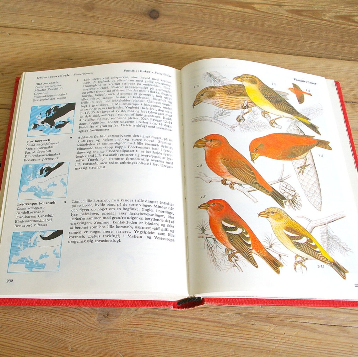 Vintage book birds Illustrations bird guide Wildlife owls | Etsy