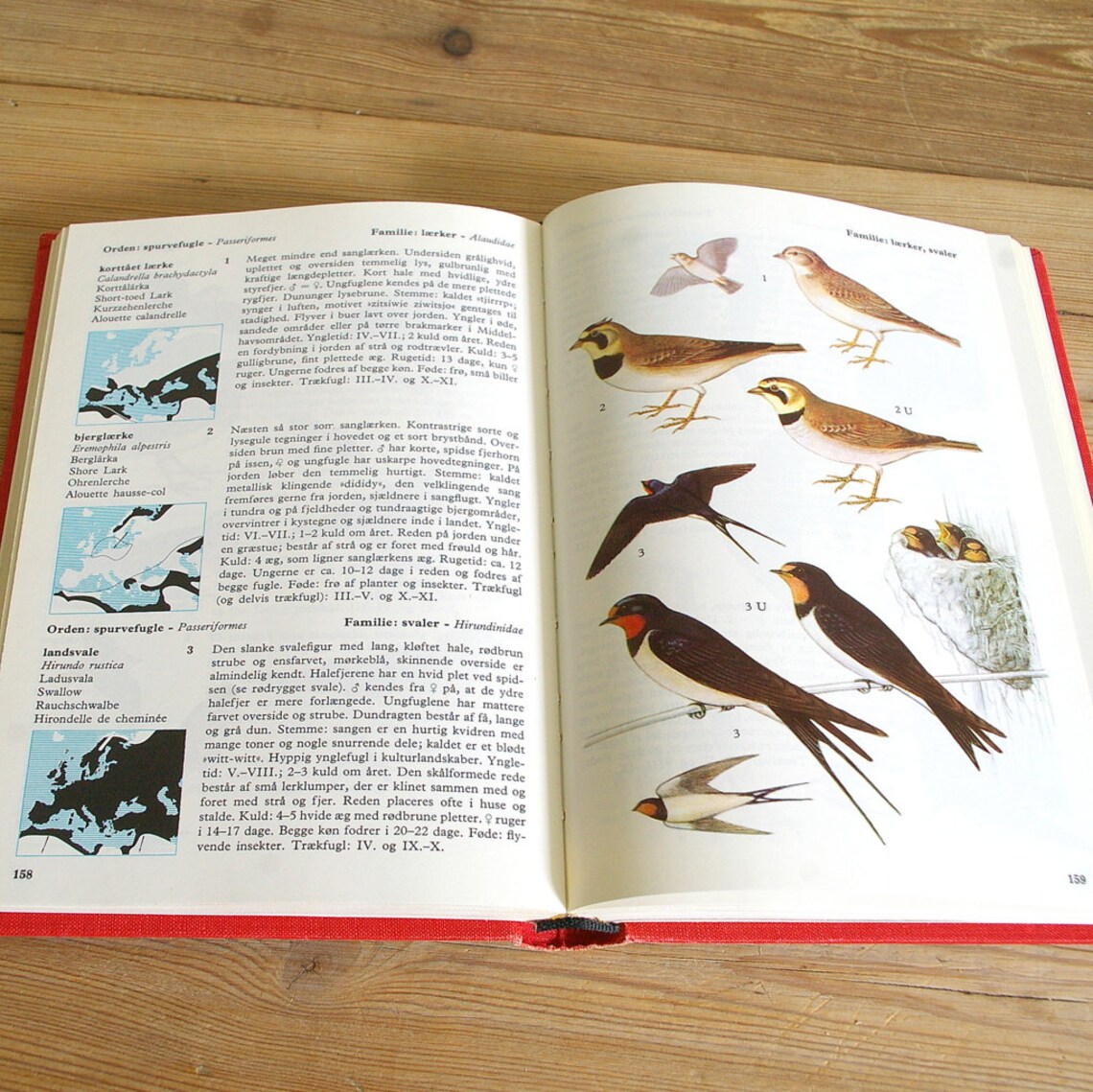 Vintage book birds Illustrations bird guide Wildlife owls | Etsy