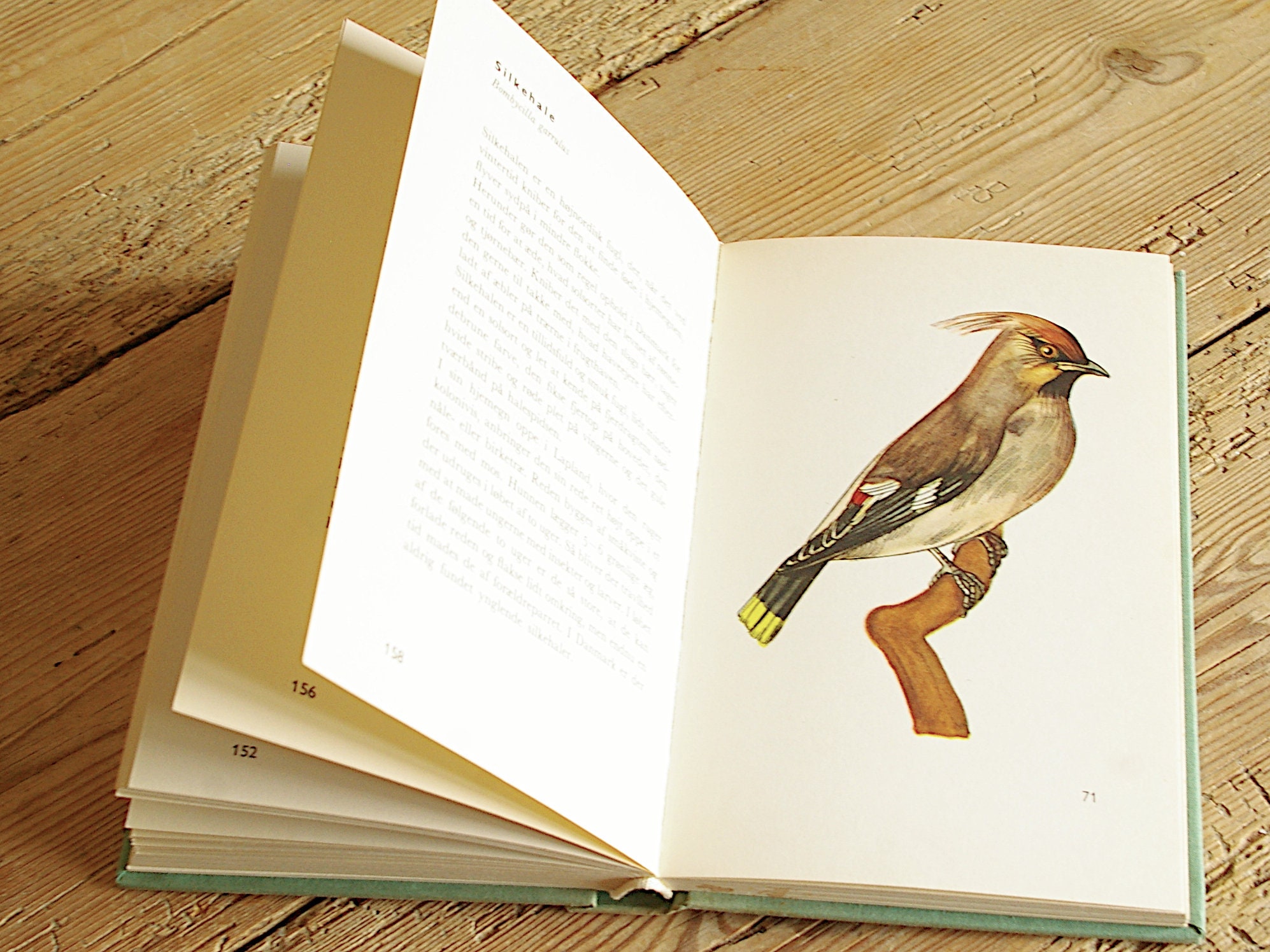 Vintage Bird Book Guide Bird Color Illustrations Colorful - Etsy