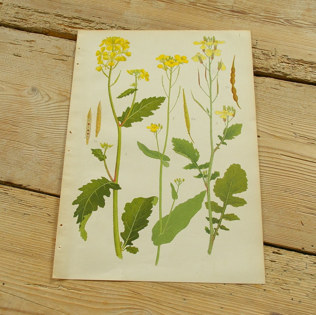 Vintage Antique Botanical Illustration I, Original Book Plate ...