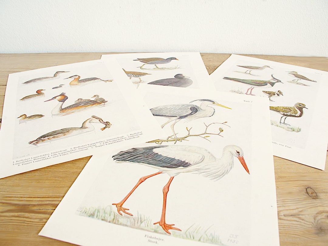 Vintage 4 Old Bird Book Pages, Bird Collage Pages, Illustrations From ...