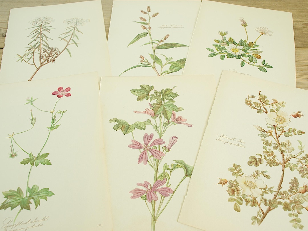 Vintage Set of 6 Botanical Flower Book Pages, Gorgeous Watercolor ...