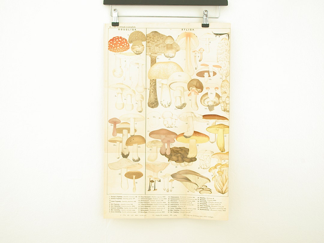 Vintage Set of 4 Original Posters or Charts With Mushrooms in Folder ...