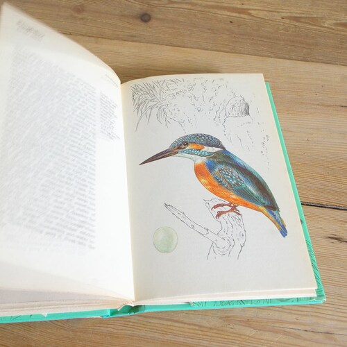Vintage Bird Guide Book Vintage Bird Illustrations Collage - Etsy