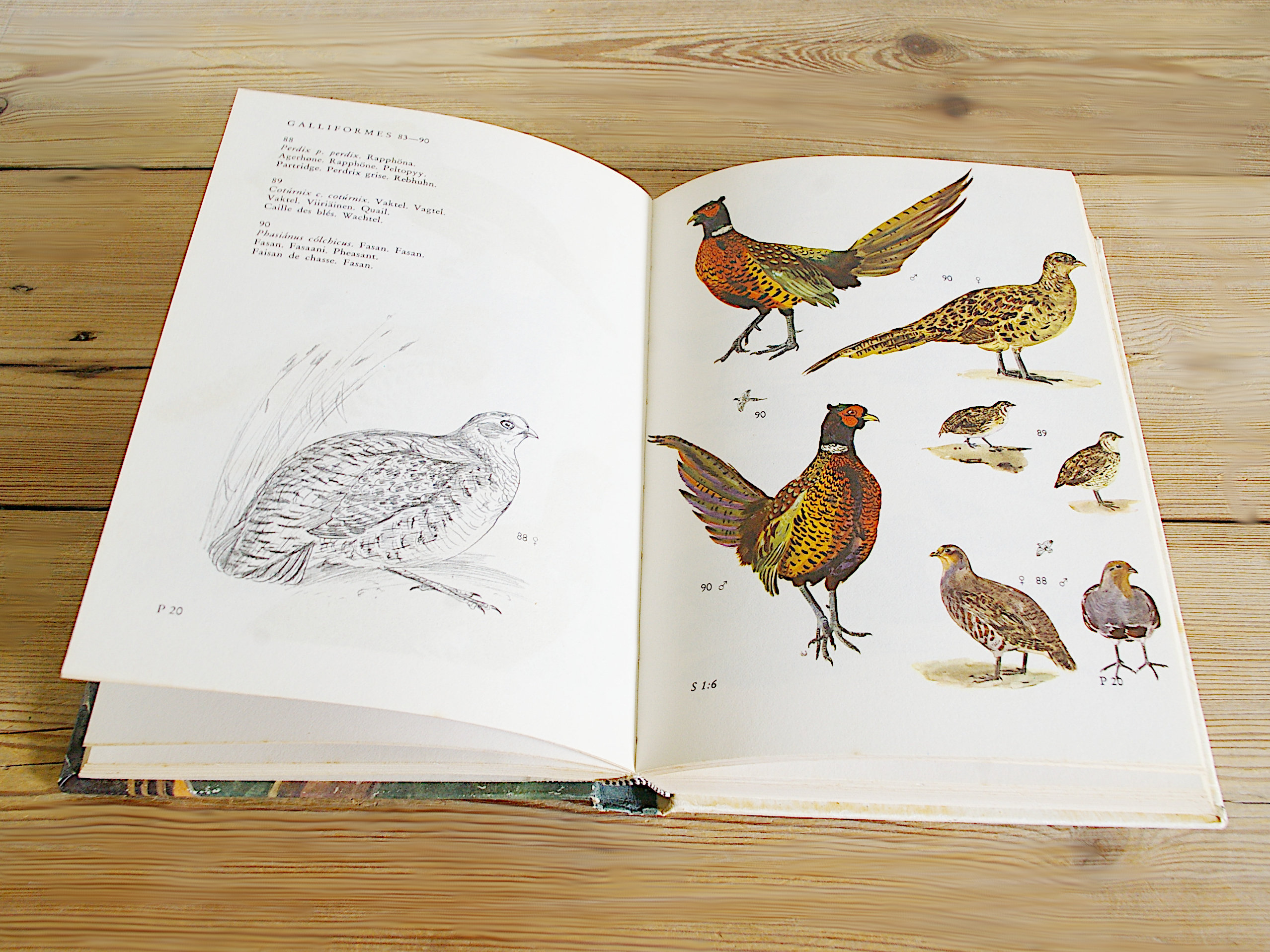 Vintage Bird Guide Book Vintage Bird Illustrations Collage - Etsy