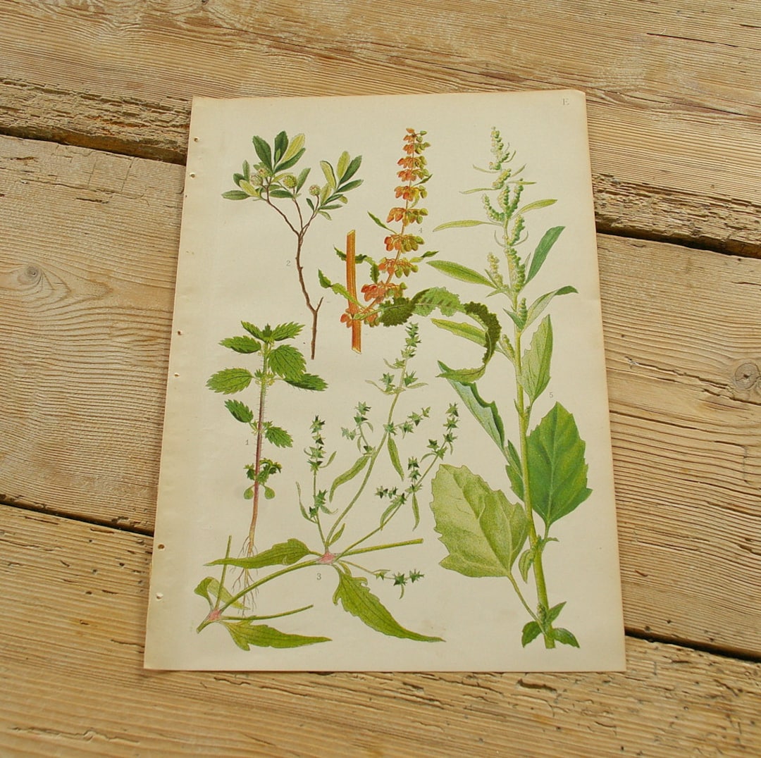 Vintage Antique Botanical Illustration E, Original Book Plate ...