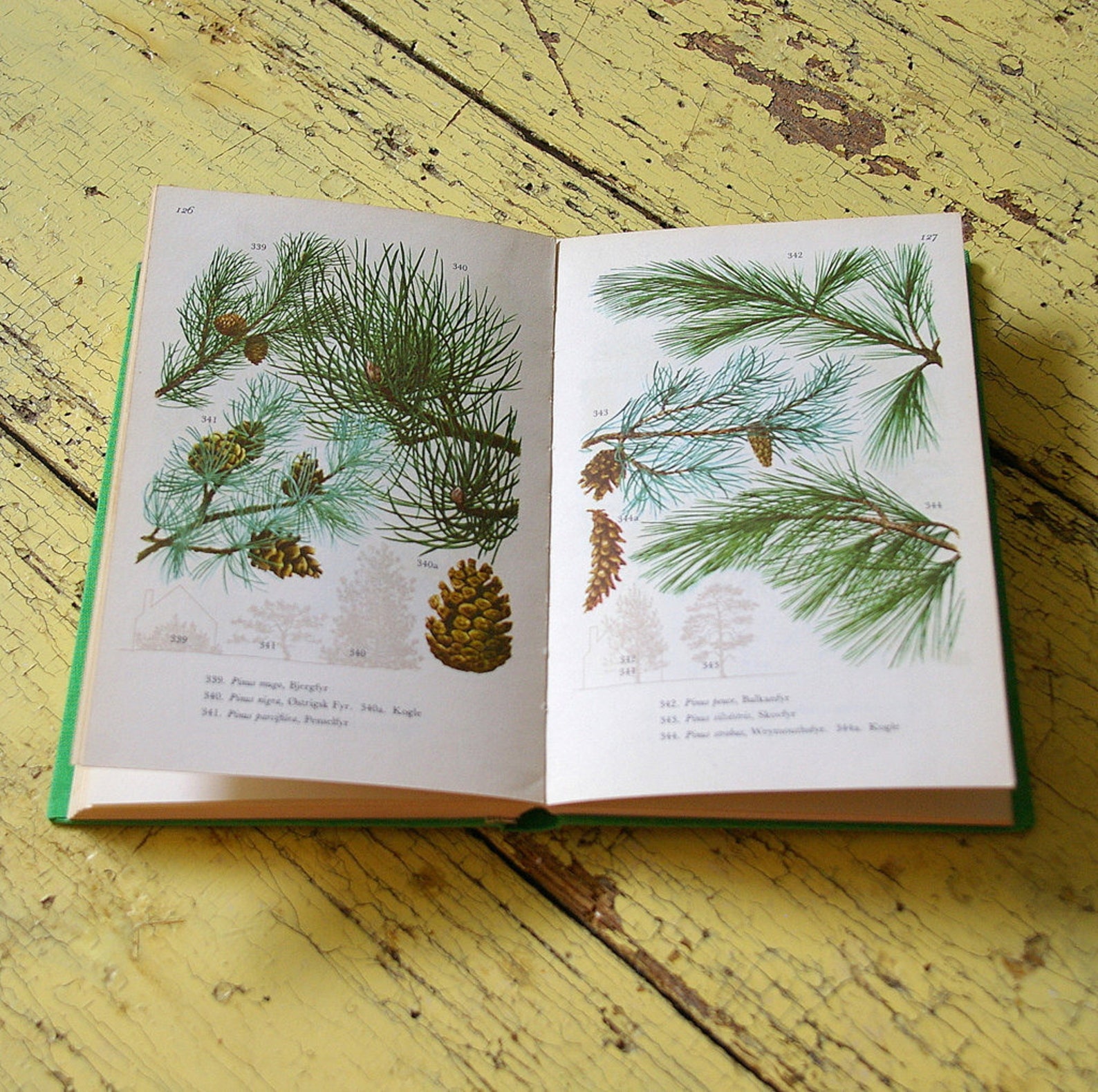 Vintage Book Bushes Trees, 100+ Illustrations, Garden Flower Guide ...