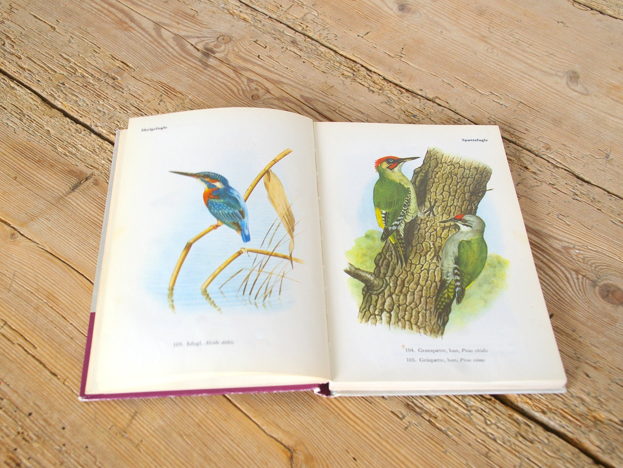 Vintage Bird Guide Book Vintage Bird Illustrations Collage - Etsy