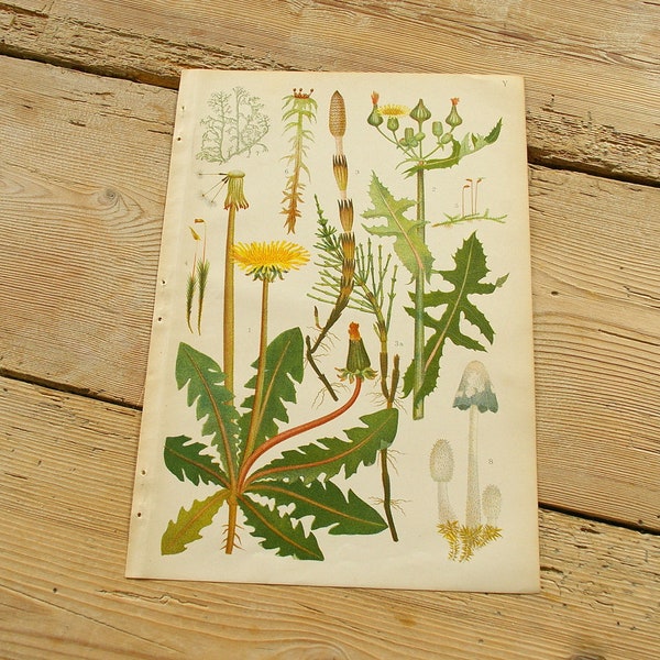 Botanical Book Plate - Etsy