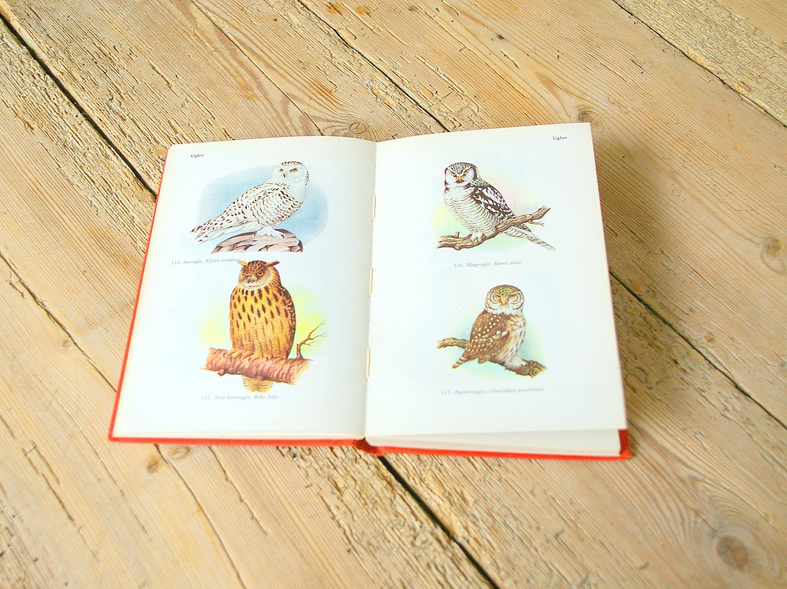 Vintage Bird Guide Book Vintage Bird Illustrations Collage - Etsy