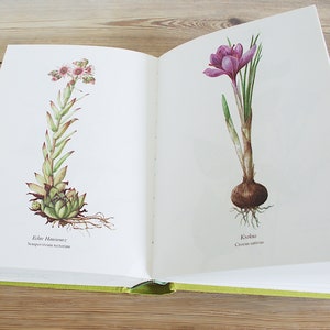 Vintage Flower Book With 300 Beautiful Color Illustrations, Exquisite ...
