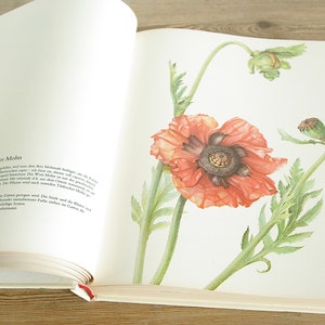 Botanical Illustration - Etsy