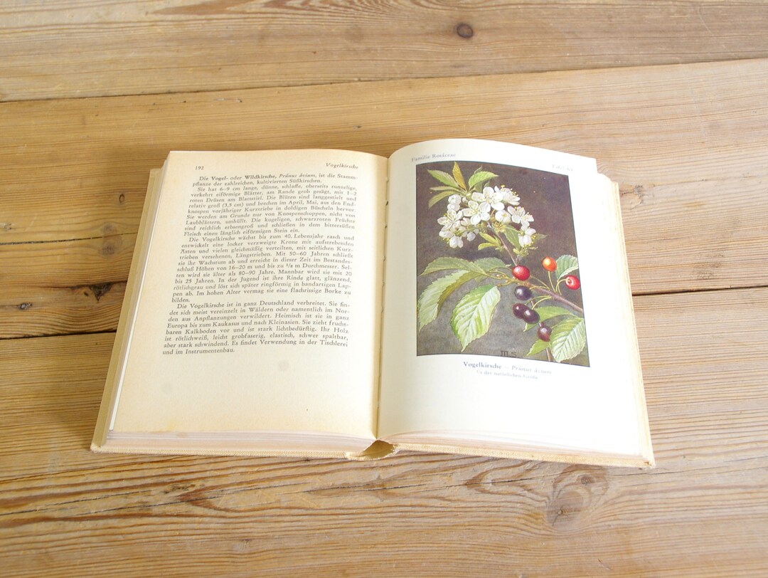 Vintage Trees Bushes Book Guide, Forest Field Guide, Botanical ...