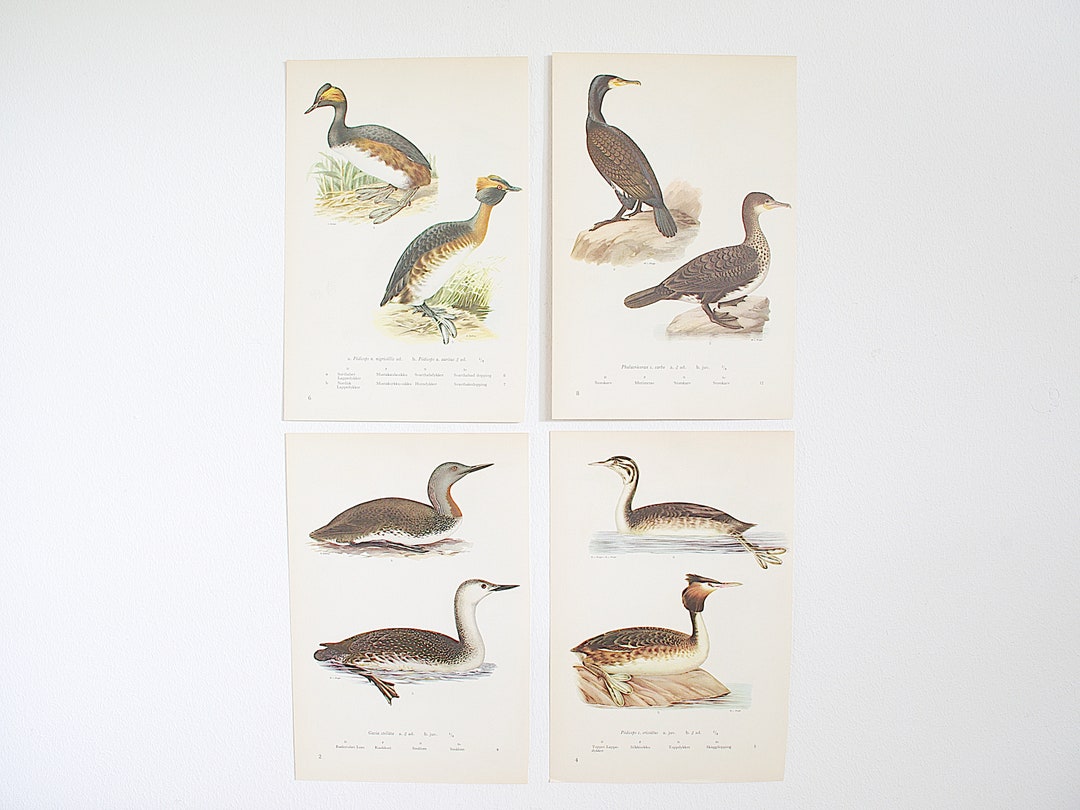Vintage 4 Old Bird Book Pages, Color Illustrations From Original Book ...