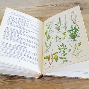 Vintage Flora Book, Wildflower Field Guide, Botanical Illustrations ...