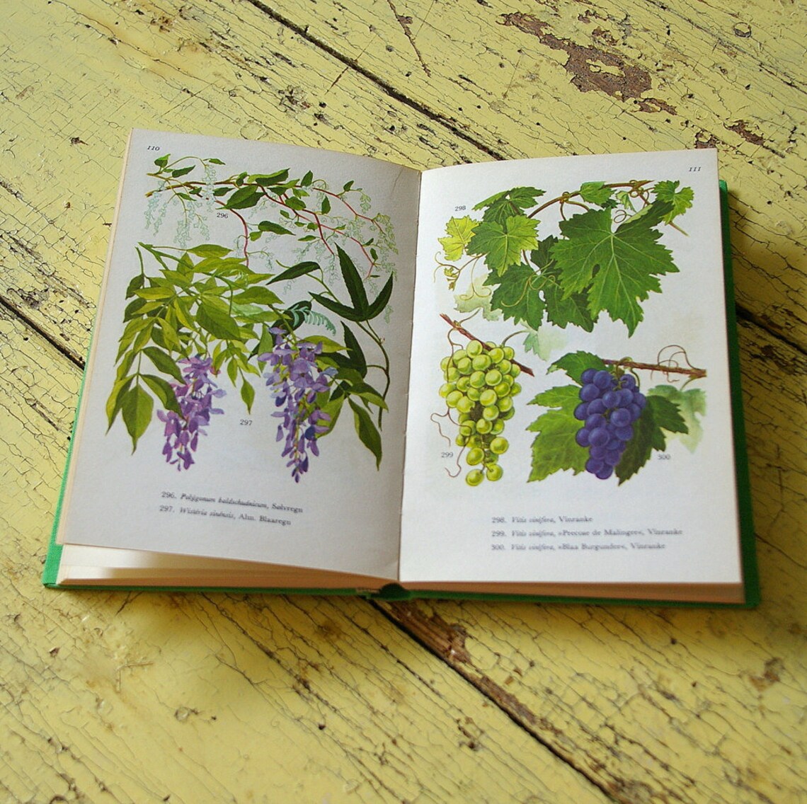 Vintage Book Bushes Trees, 100+ Illustrations, Garden Flower Guide ...