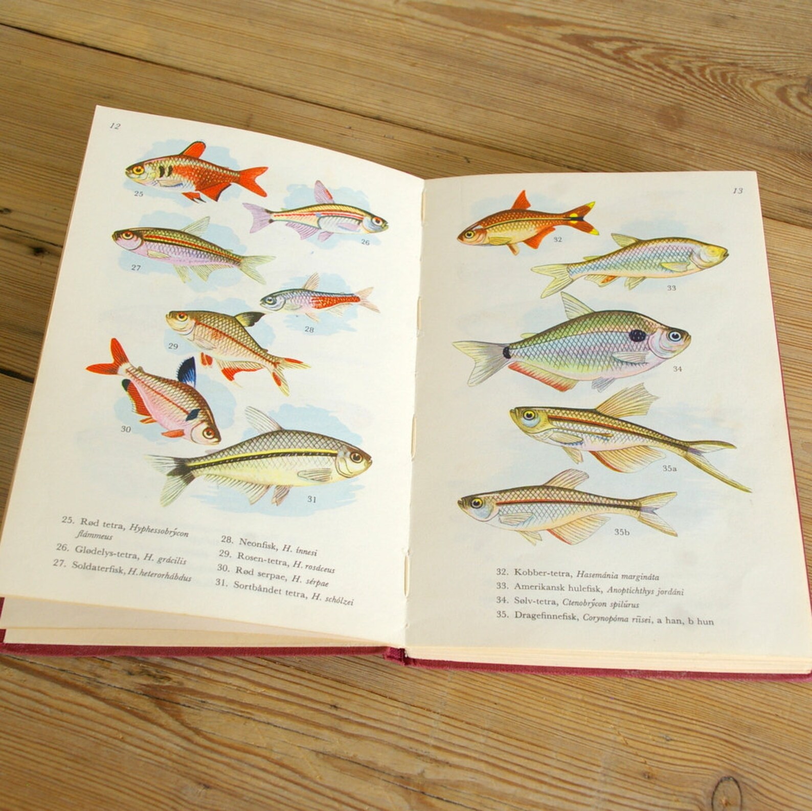 Vintage Aquarium Fish Book Fish Illustrations Fish Guide - Etsy