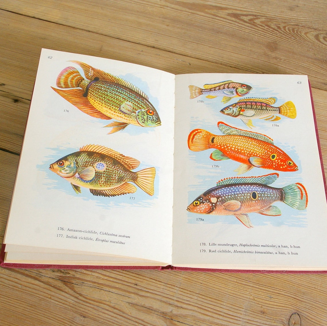 Vintage Aquarium Fish Book Fish Illustrations Fish Guide - Etsy